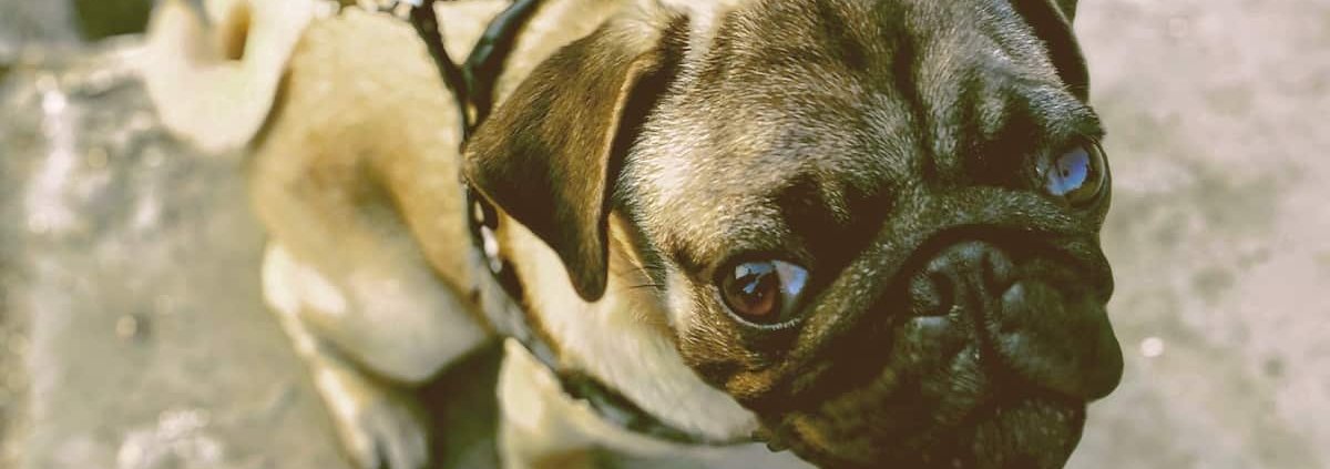 The Best Harnesses for Pugs (2020 Edition)