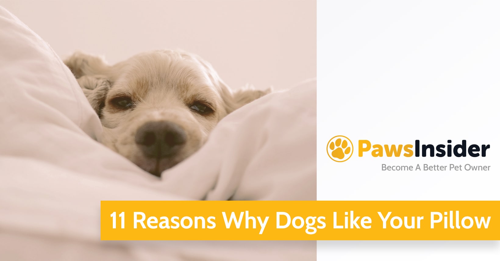 Why Does My Dog Sleep On My Pillow? 11 Common Reasons