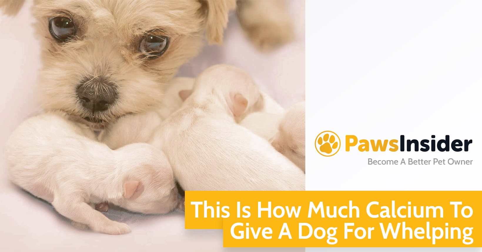 This Is How Much Calcium To Give A Dog For Whelping // Paws Insider