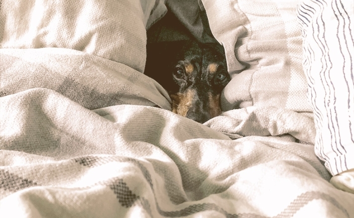 Why Does My Dog Sleep On My Pillow? 11 Common Reasons