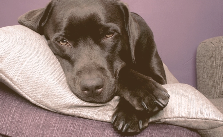 Why Does My Dog Sleep On My Pillow? 11 Common Reasons