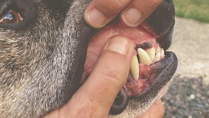 We Find Out What The Black Stuff Is On Your Dog's Teeth // Paws Insider