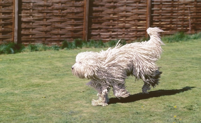 A Guide To Grooming Your Komondor // Paws Insider