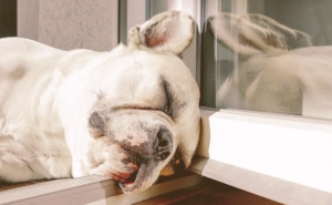 8 Reasons Why Dogs Wag Their Tails While Sleeping // Paws Insider