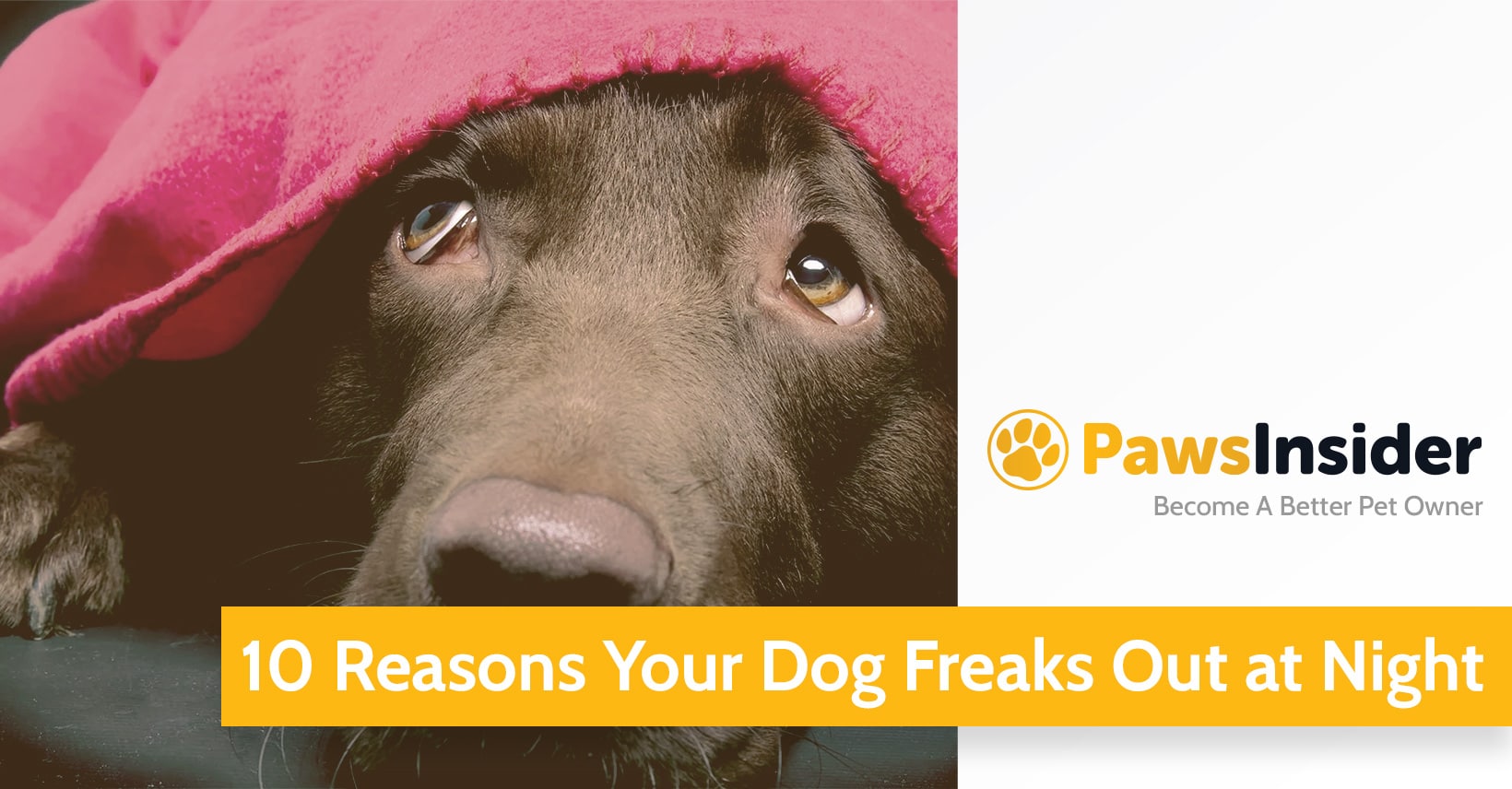 10 Reasons Your Dog Freaks Out At Night // Paws Insider