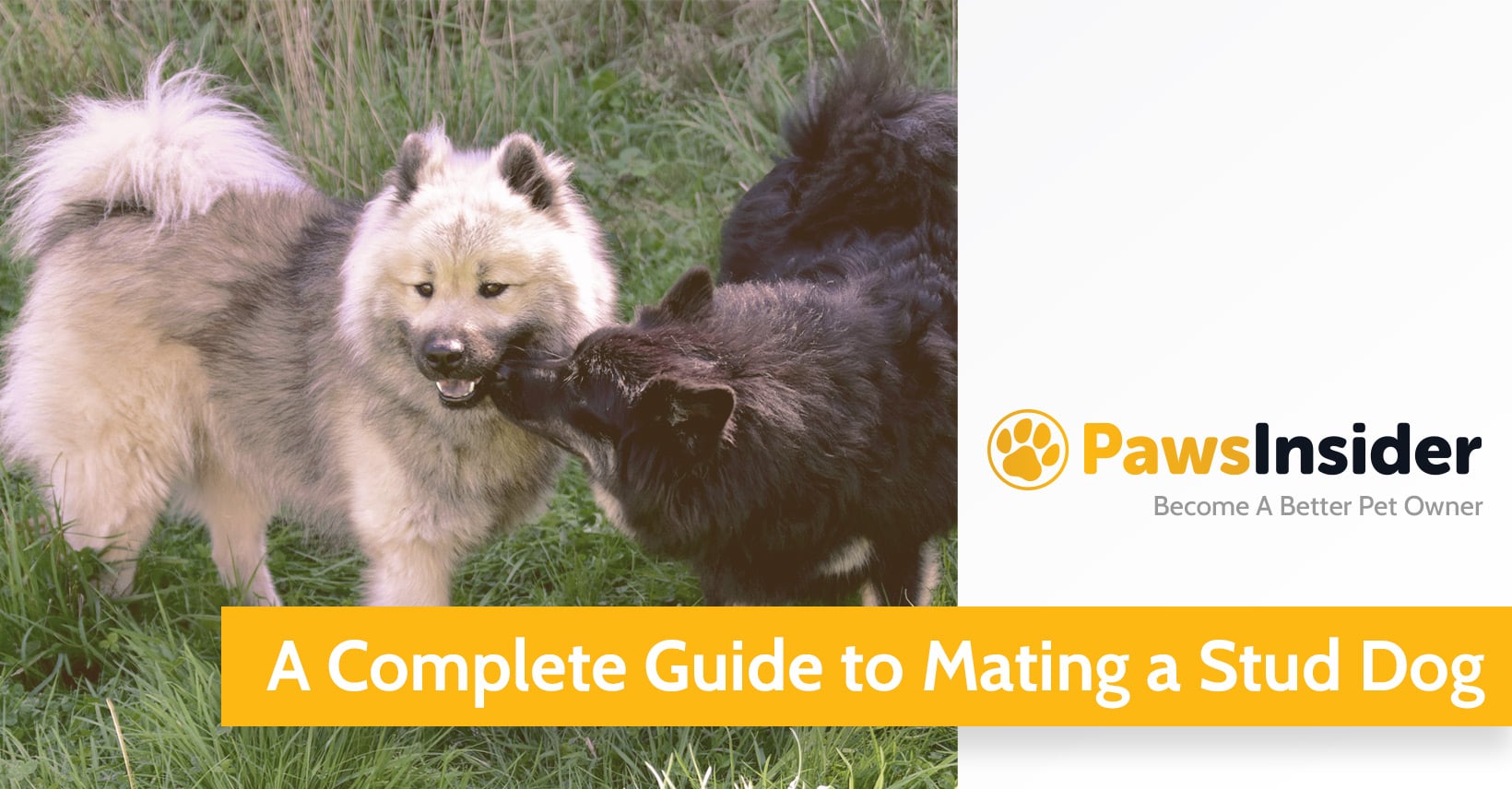 How To Stud Your Dog: The Complete Guide