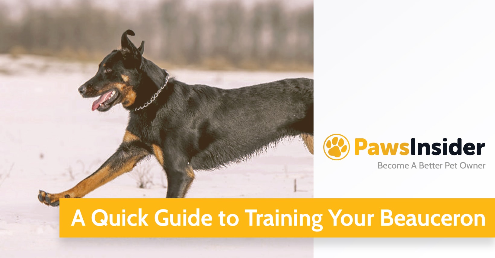 A Quick Guide To Training Your Beauceron // Paws Insider