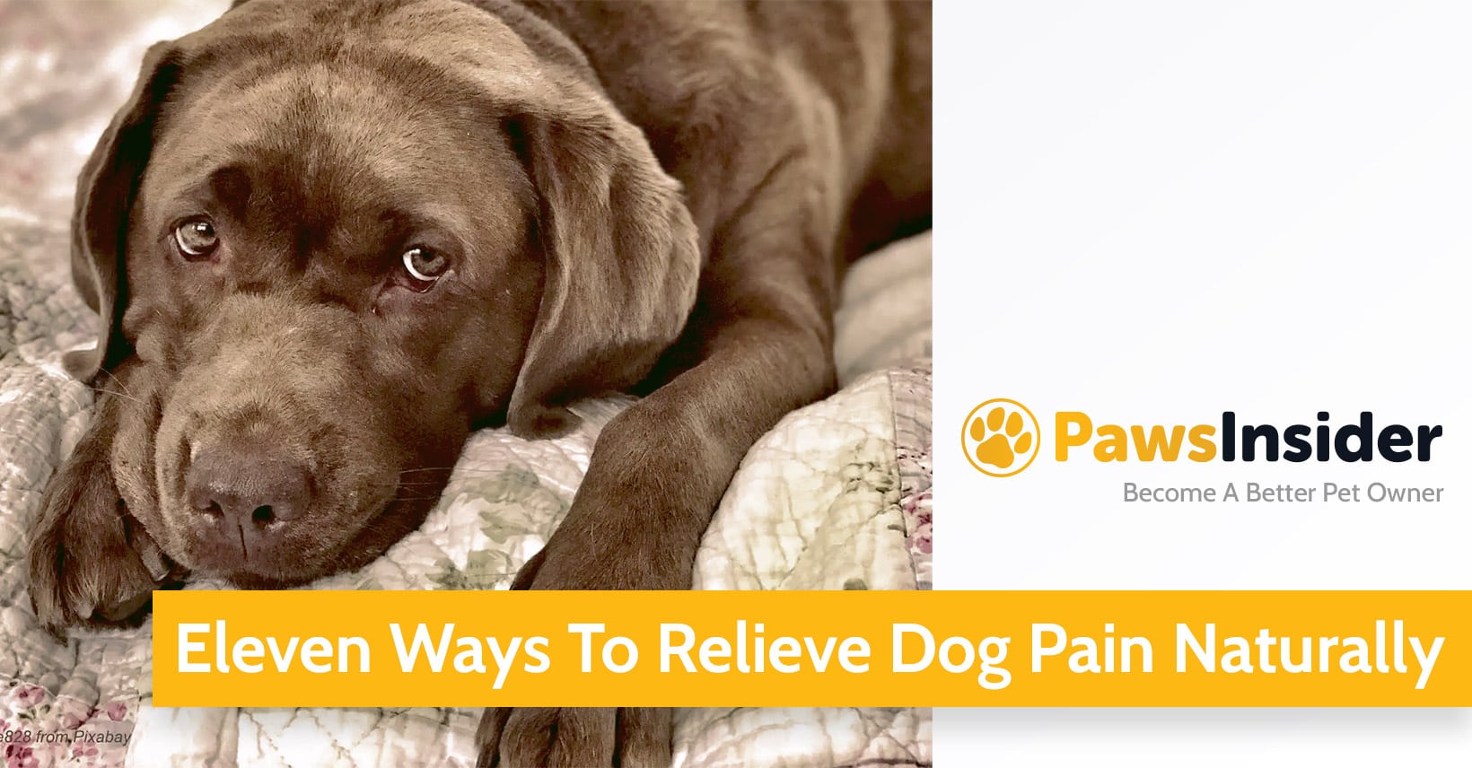 11 Ways To Relieve Dog Pain Naturally // Paws Insider