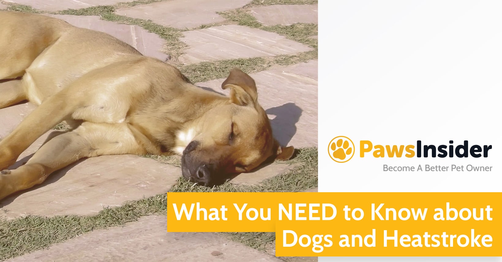 Heat Stroke In Dogs: Symptoms, Prevention And Treatment