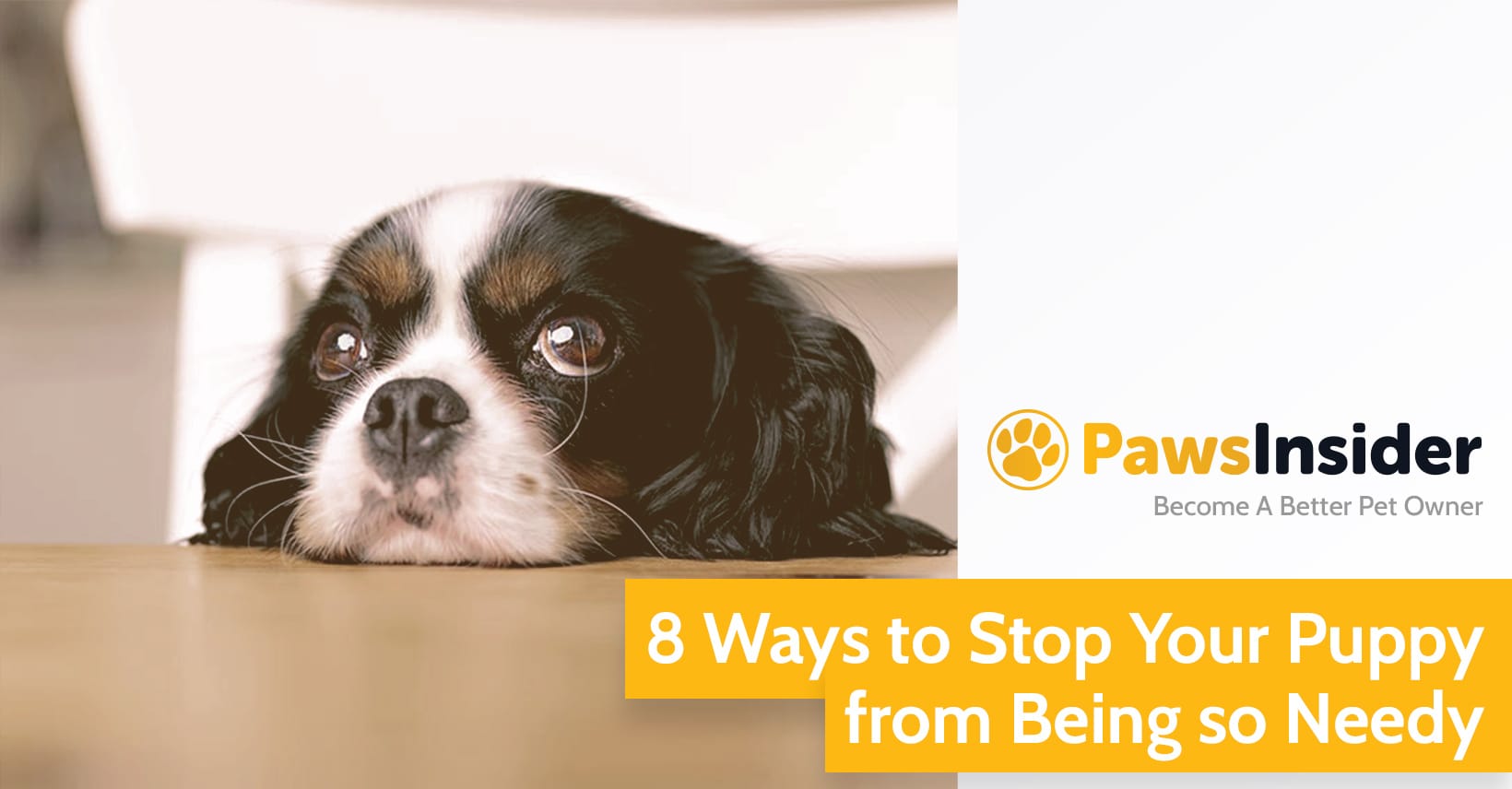 8 Ways To Stop Your Puppy From Being So Needy // Paws Insider