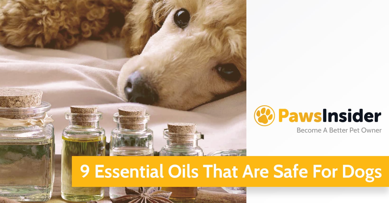9 Essential Oils That Are Safe For Dogs // Paws Insider