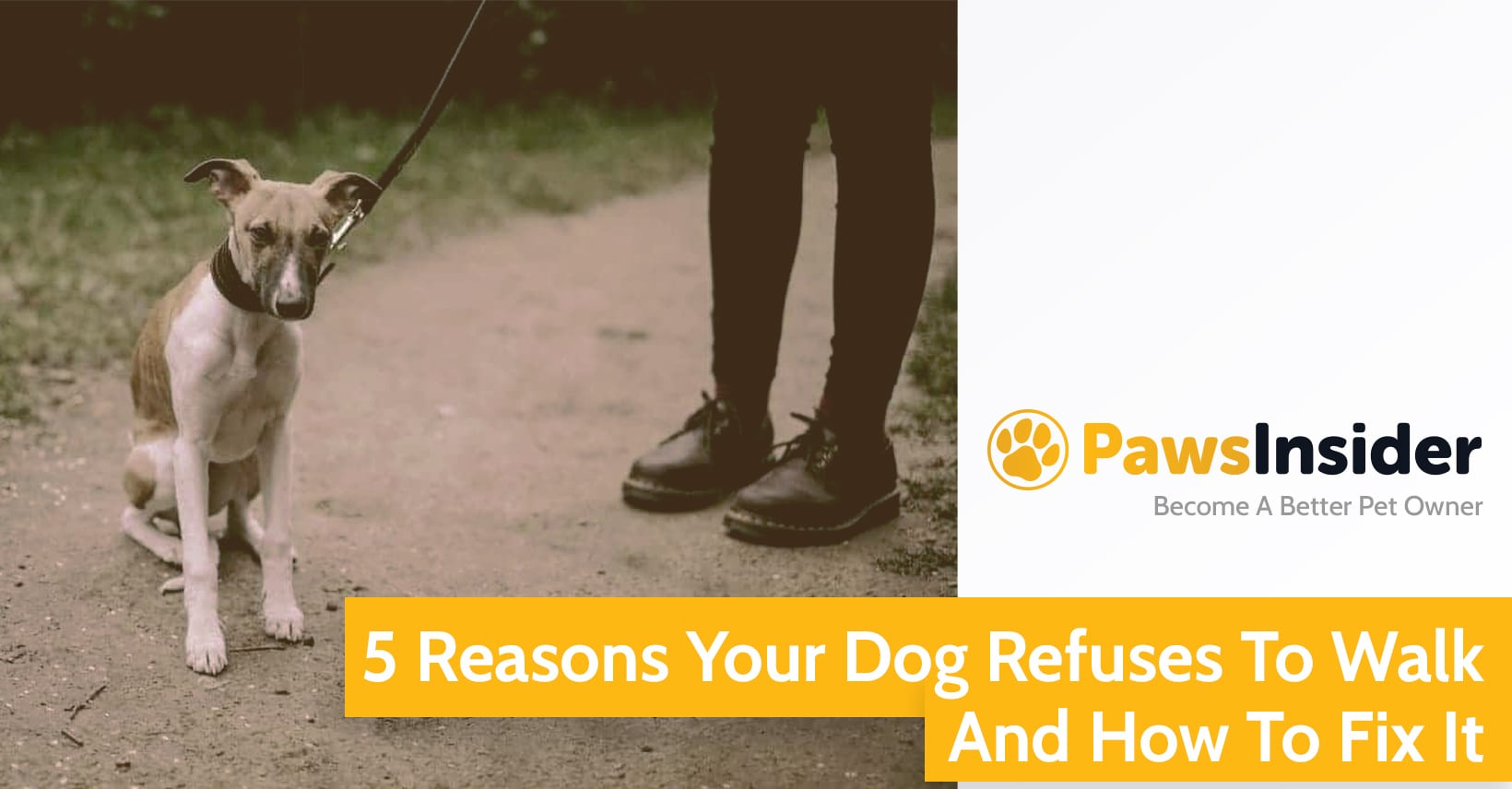 5 Reasons Your Dog Refuses To Walk And How To Fix It // Paws Insider