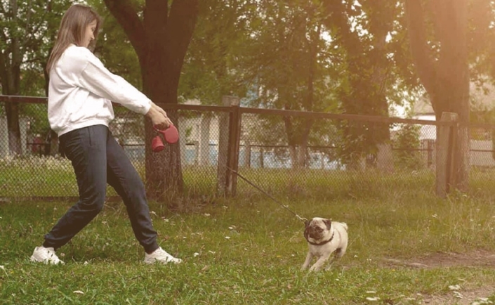 5 Reasons Your Dog Refuses To Walk And How To Fix It // Paws Insider