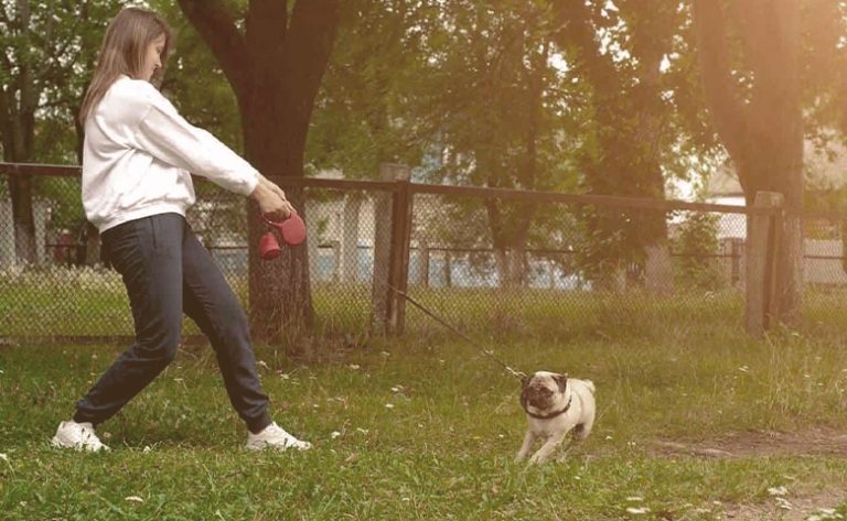 5 Reasons Your Dog Refuses To Walk And How To Fix It // Paws Insider