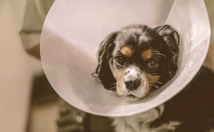 How To Keep Your Dog From Licking A Spay Incision // Paws Insider