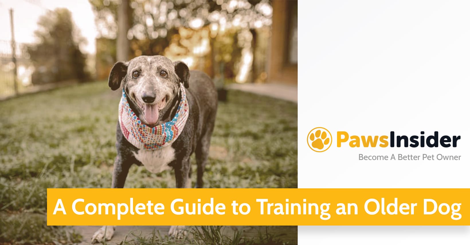 Hot To Train An Older Dog: The Complete Guide