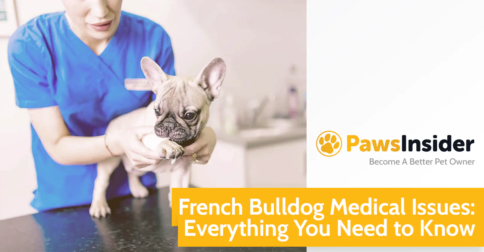 French Bulldog Medical Issues: All You Need To Know // Paws Insider