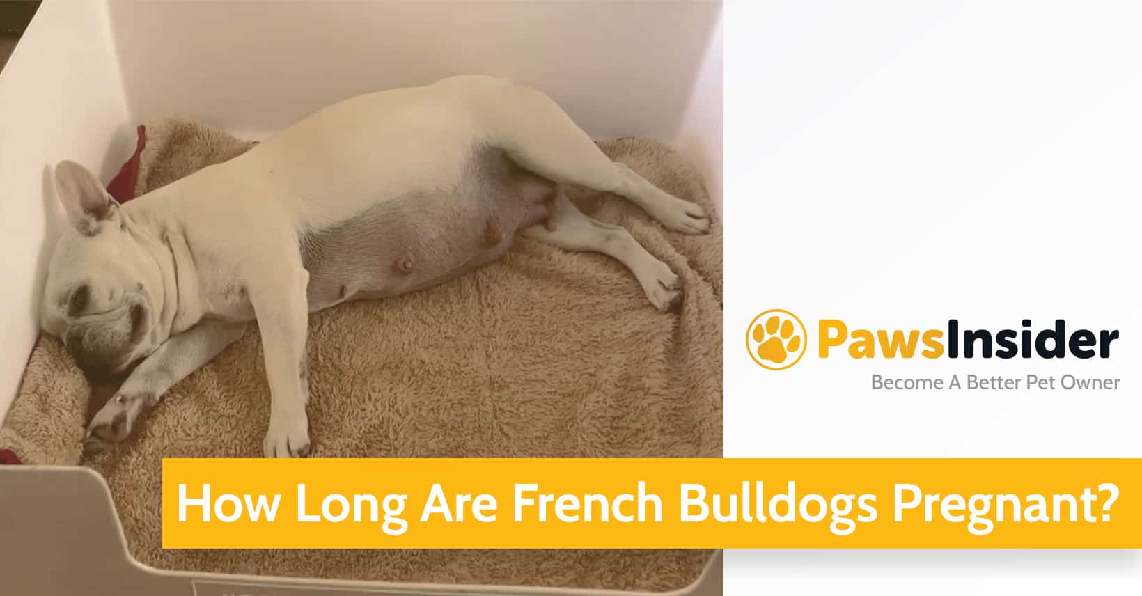 How Long Are French Bulldogs Pregnant For? Gestation Stages & Pregnancy ...