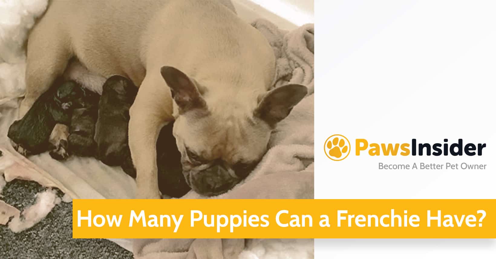 How Many Puppies Can A French Bulldog Have In A Litter? | Paws Insider