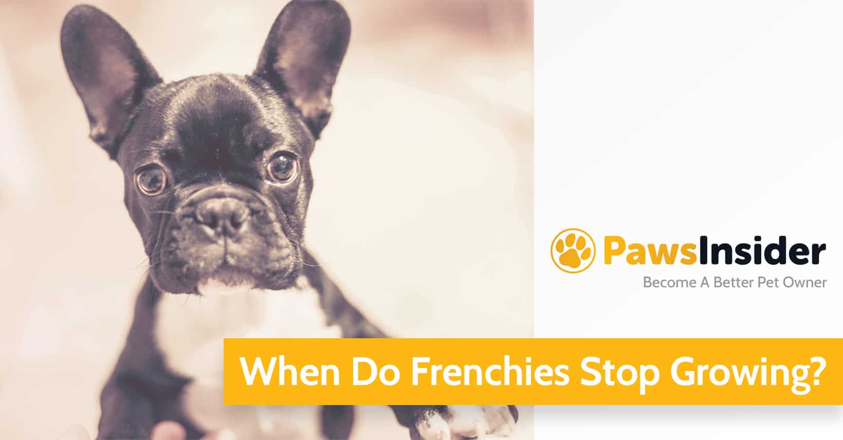 When Do Frenchies Stop Growing? Weight & Height Charts | Paws Insider