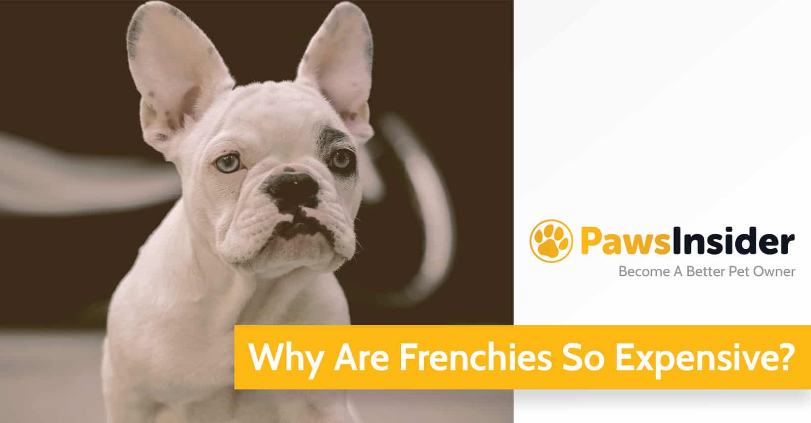 Why Are French Bulldogs So Expensive? | Paws Insider
