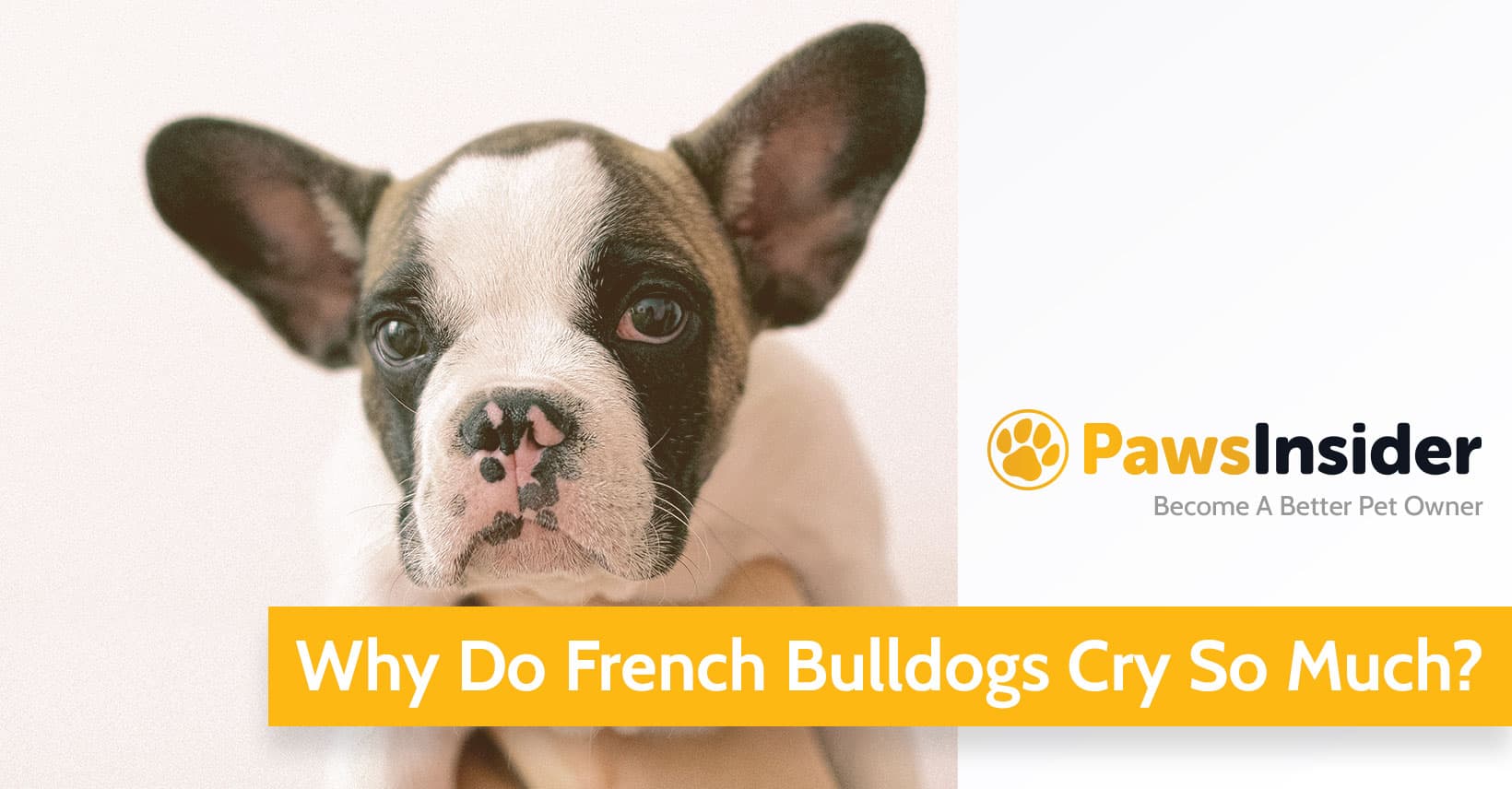 Why Do French Bulldogs Cry So Much And How To Help Them Stop | Paws Insider