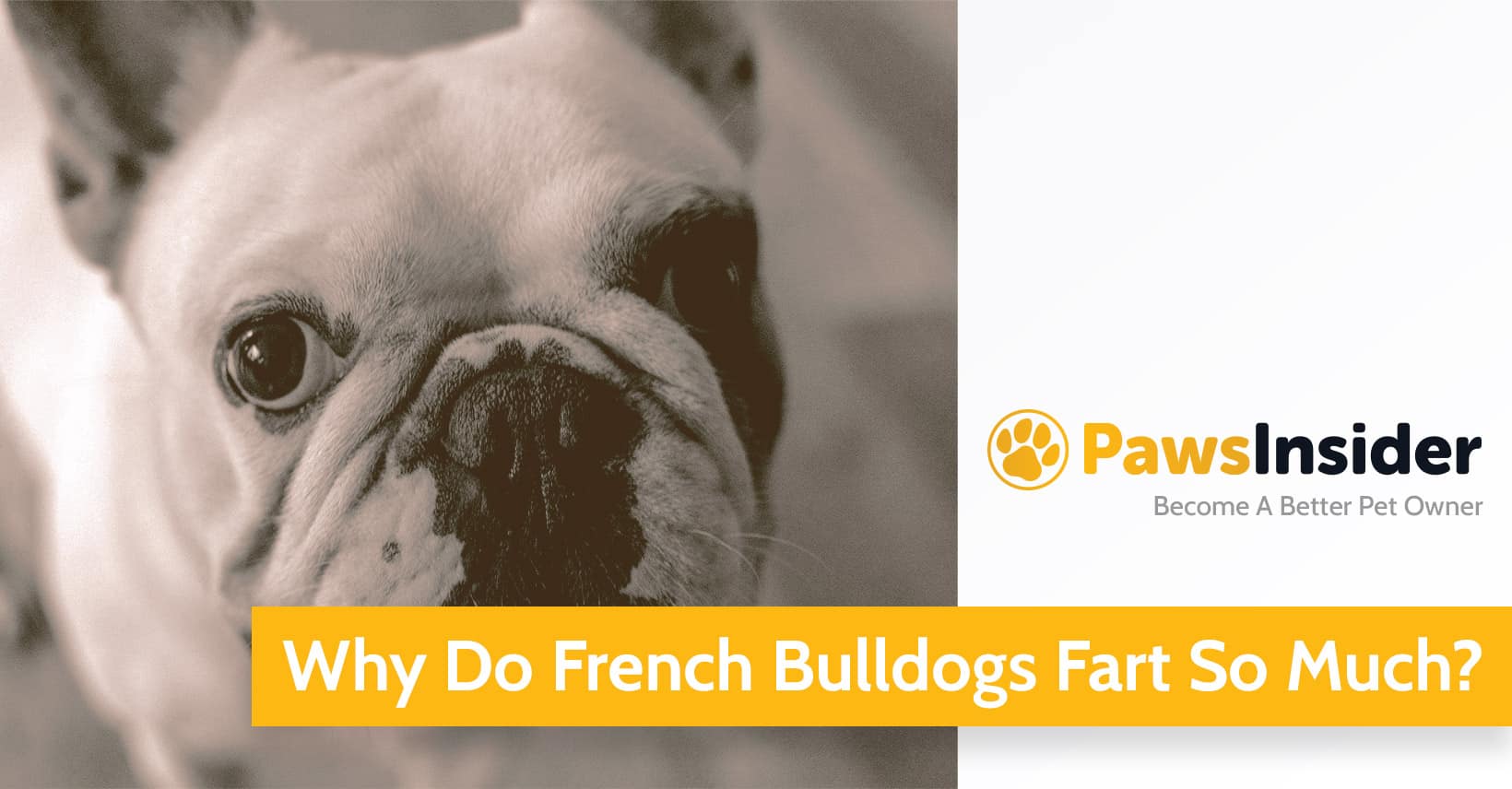 Why Do French Bulldogs Fart So Much? Causes & Prevention Tips | Paws ...