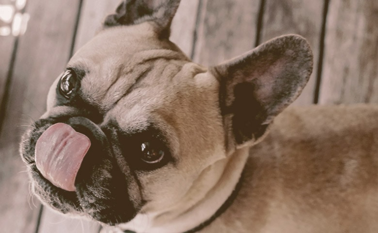 Best Bones For French Bulldogs: Top 6 Picks For 2026 | Paws Insider