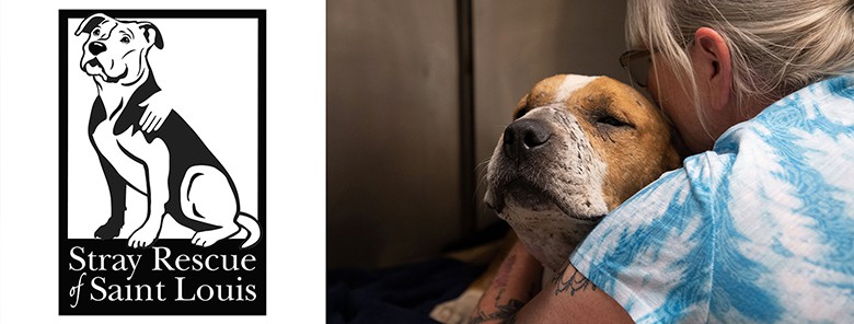 French Bulldog Rescues In St. Louis (Updated List For 2022)