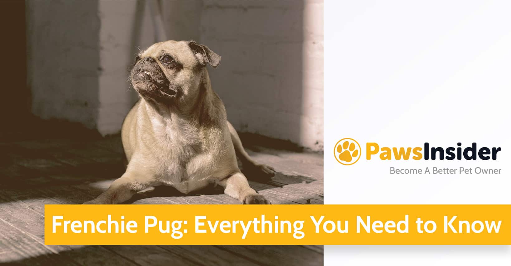 French Pug: Full Guide To The Frenchie & Pug Mix