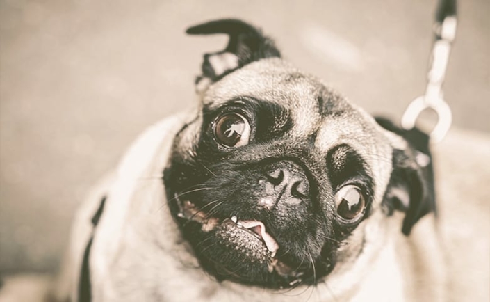 French Pug: Full Guide To The Frenchie & Pug Mix