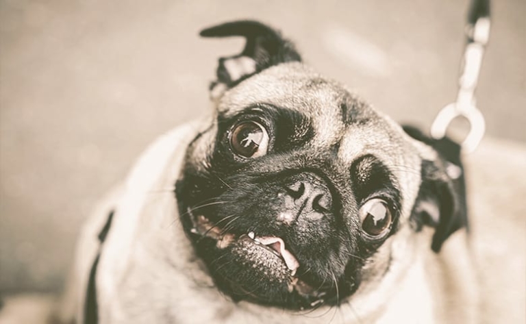 French Pug: Full Guide To The Frenchie & Pug Mix