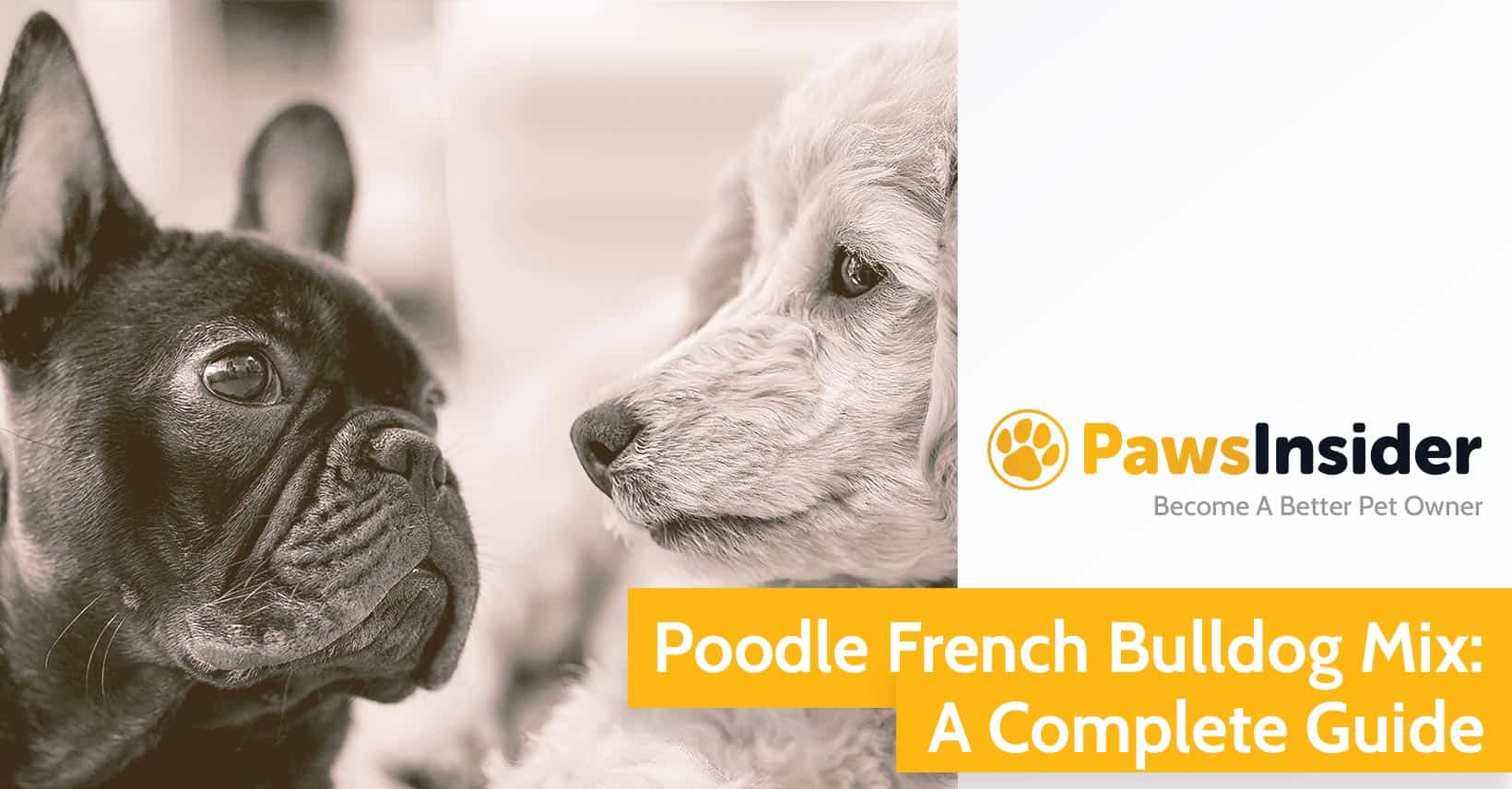 French Bulldog Poodle Mix: A French Boodle Guide