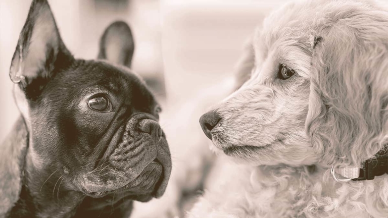 French Bulldog Poodle Mix: A French Boodle Guide