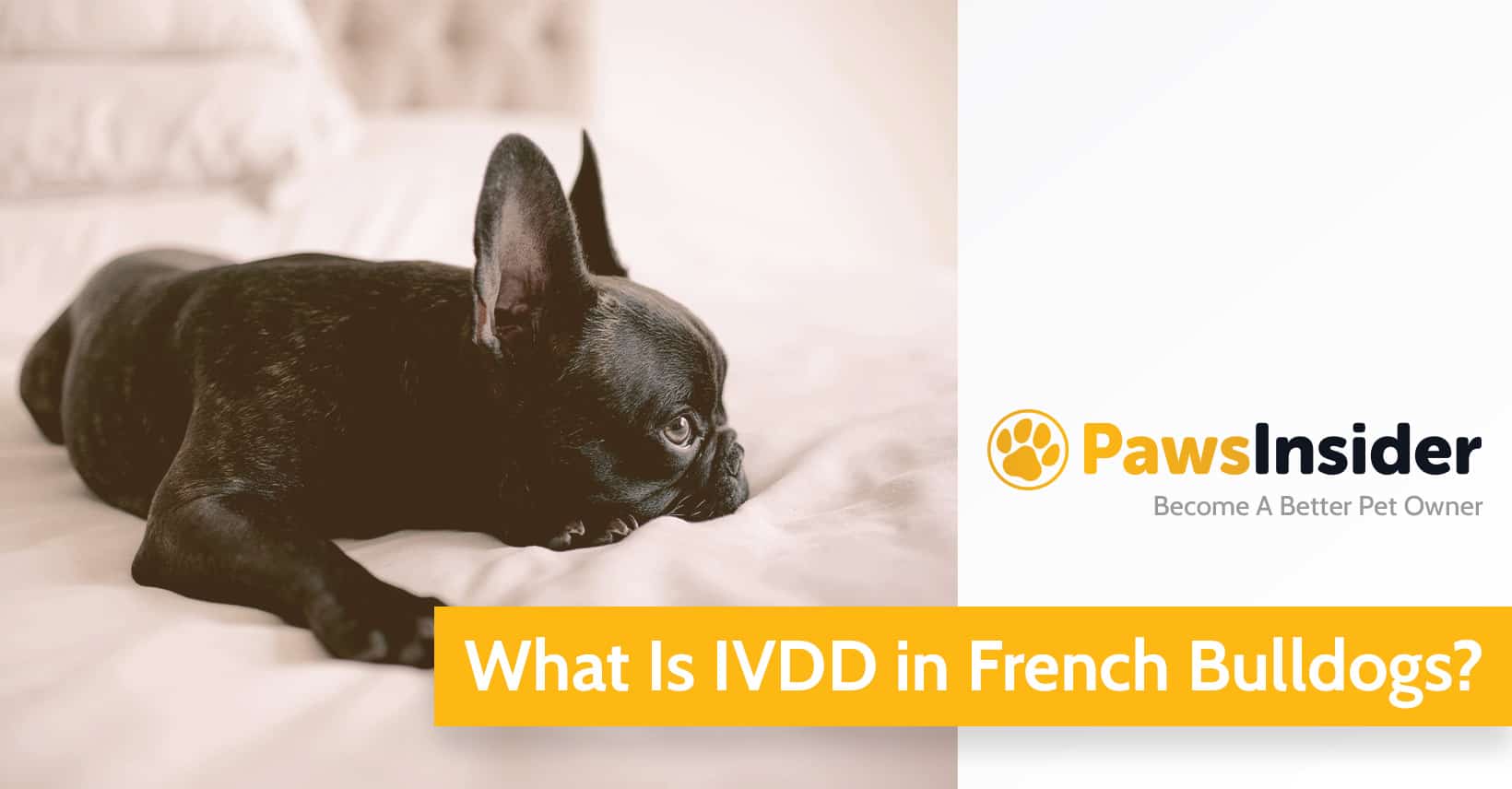 IVDD In French Bulldogs: What It Is, Symptoms + Prevention