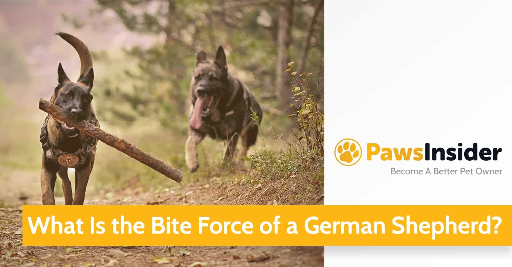 German Shepherd Bite Force: Everything You Need To Know