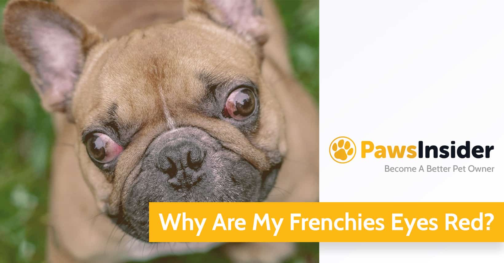 French Bulldog Eye Problems+Allergies: Why Are They Red?