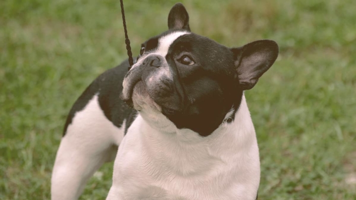 Why Do French Bulldogs Eat Poop And How To Stop It