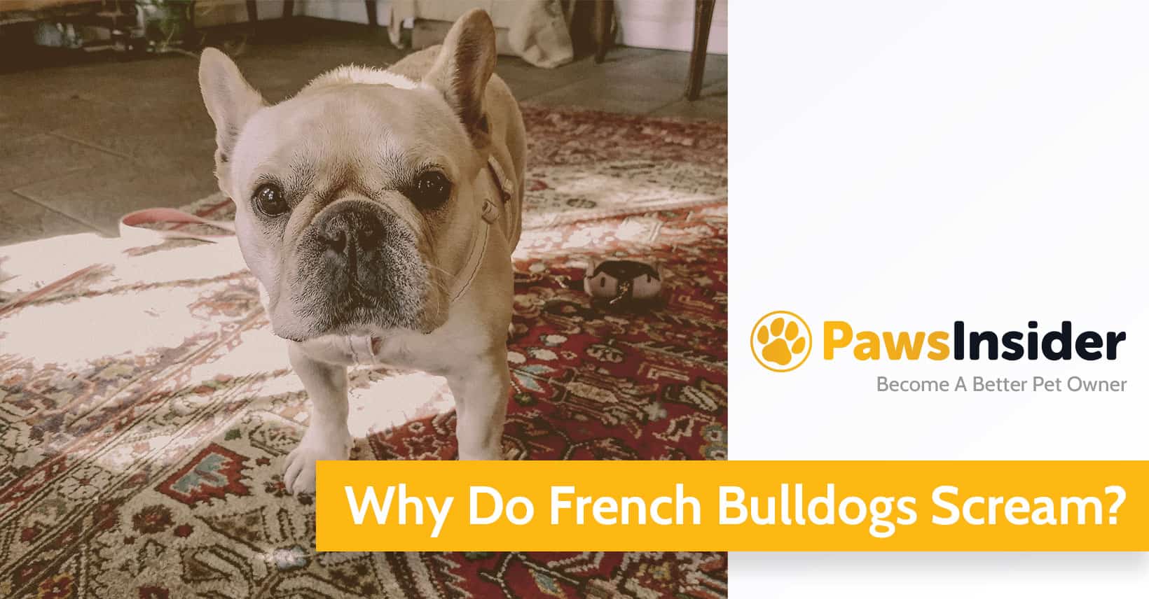 French Bulldogs Screaming: Reasons + How To Comfort Them