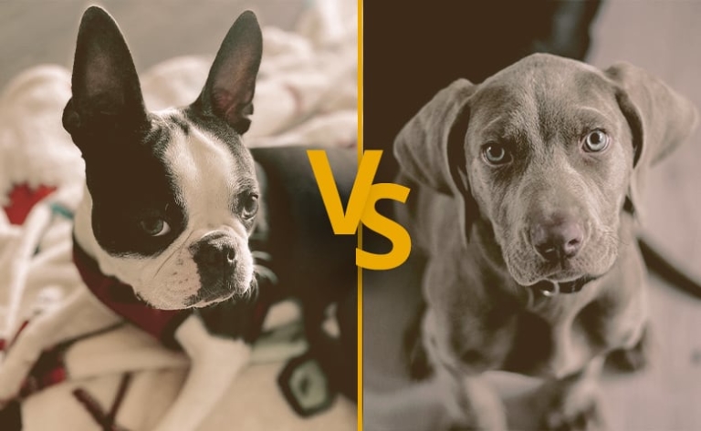 French Bulldog Bat Ears Vs Rose Ears: Facts And Tips