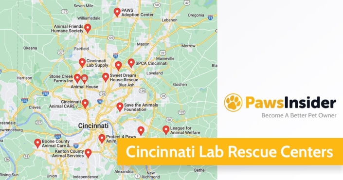 Cincinnati Lab Rescue Centers (List Updated For 2026)