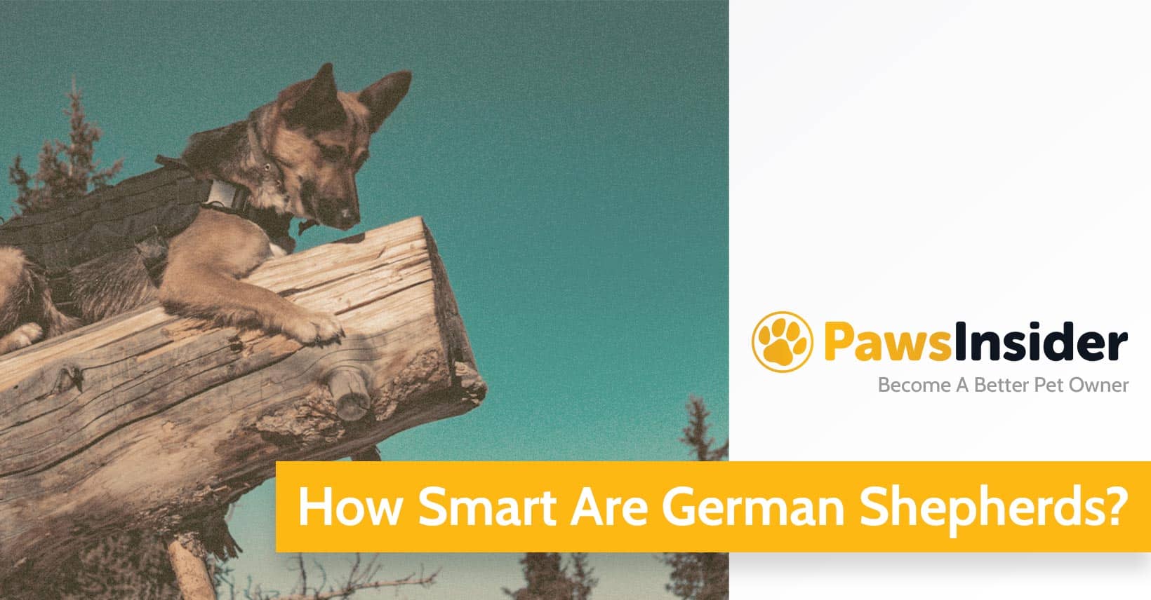 How Smart Are German Shepherds? GSD Intelligence