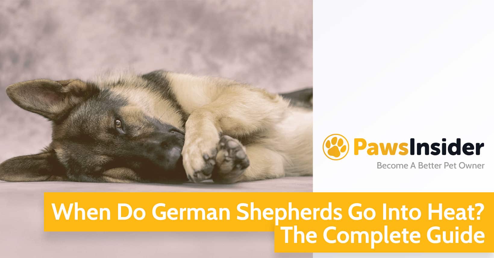 When Do German Shepherds Go Into Heat? The Full Guide