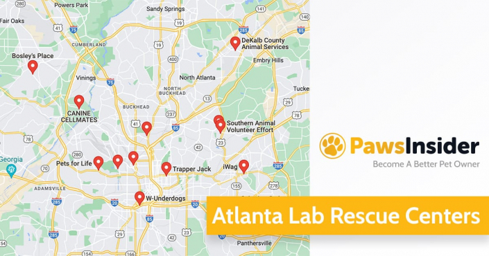 Atlanta Lab Rescue Centers (List Updated For 2025)