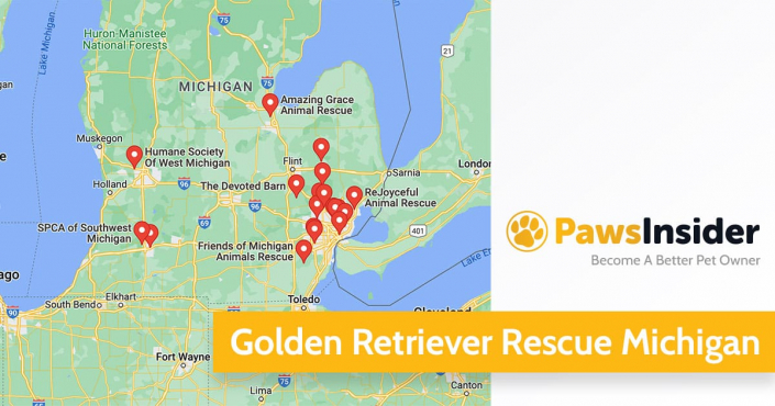 Golden Retriever Rescue Michigan (List Updated For 2026)