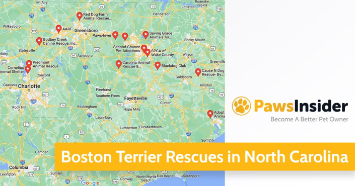 7 Boston Terrier Rescues In North Carolina: UPDATED For 2026