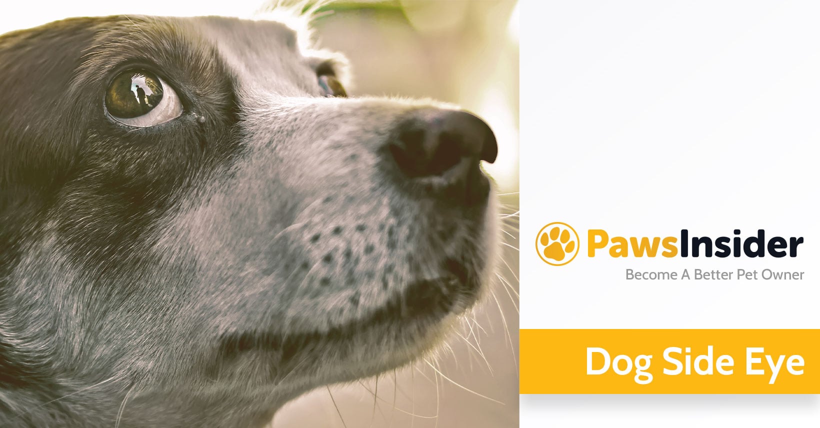 Dog Side-Eye (aka Whale Eye): What It Means + How To React