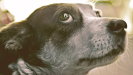 Dog Side-Eye (aka Whale Eye): What It Means + How To React