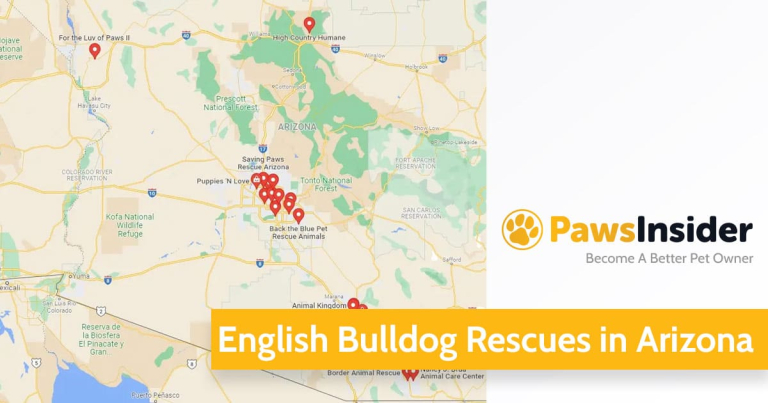 5 English Bulldog Rescues In Arizona (UPDATED For 2026)