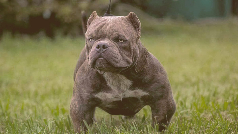Exotic Bully Dog Breed Information: The FULL Guide